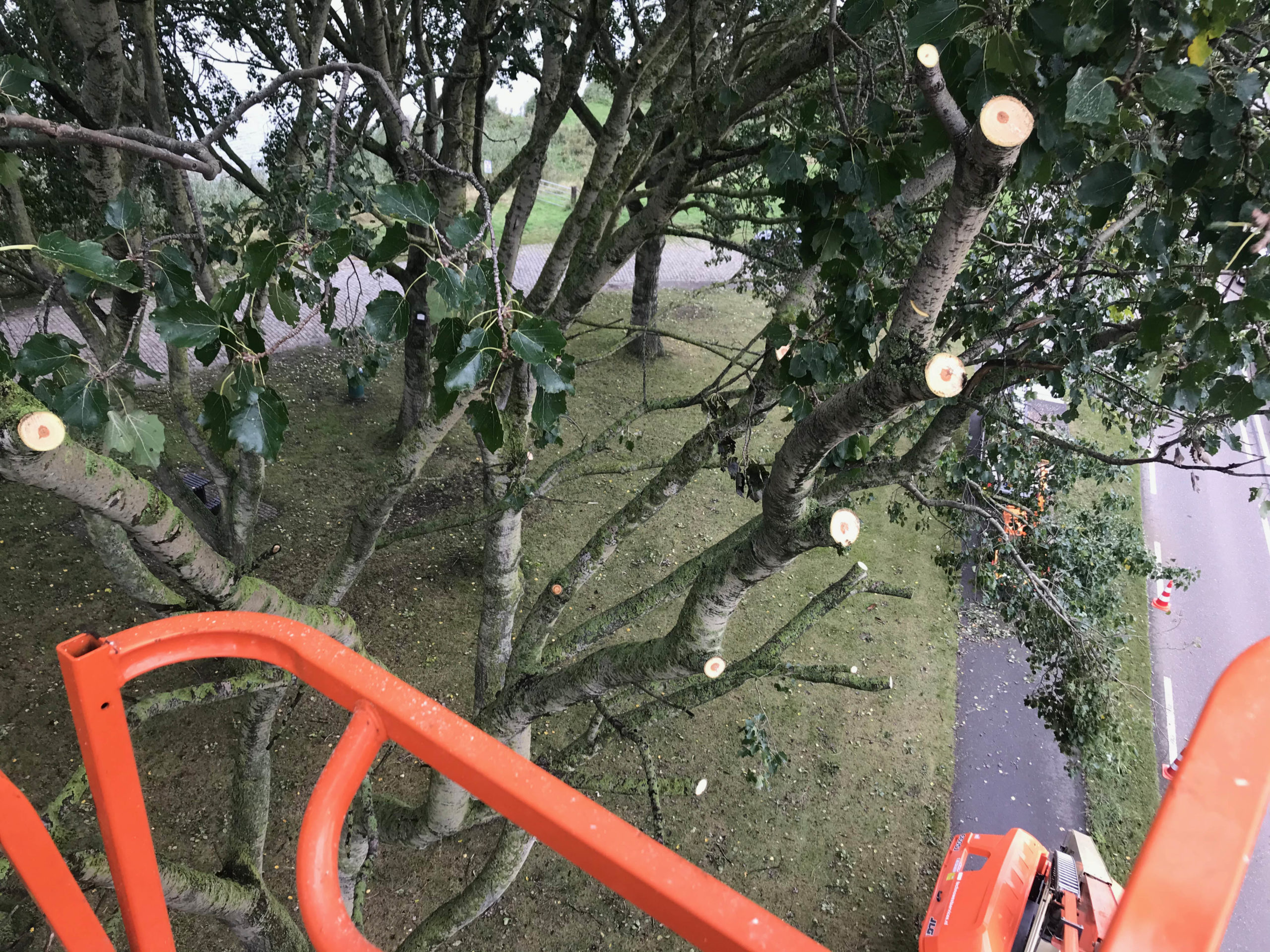 Vellen en demonteren van bomen – Erik Braam Landschapsverzorging